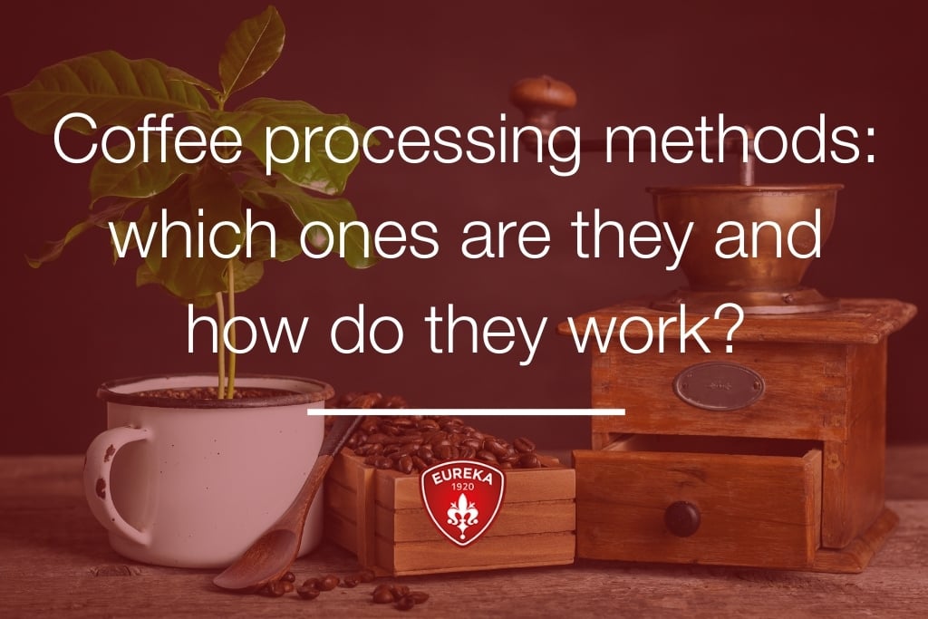 Coffee processing methods: which ones are they and how do they work?